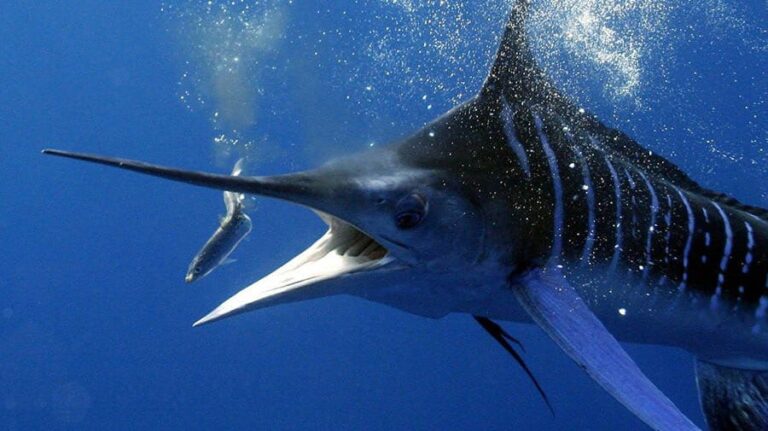 Sportvissen op Gran Canaria - NVGC